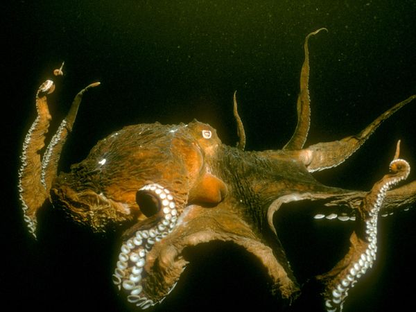 The Giant Pacific Octopus – The Liquid Earth