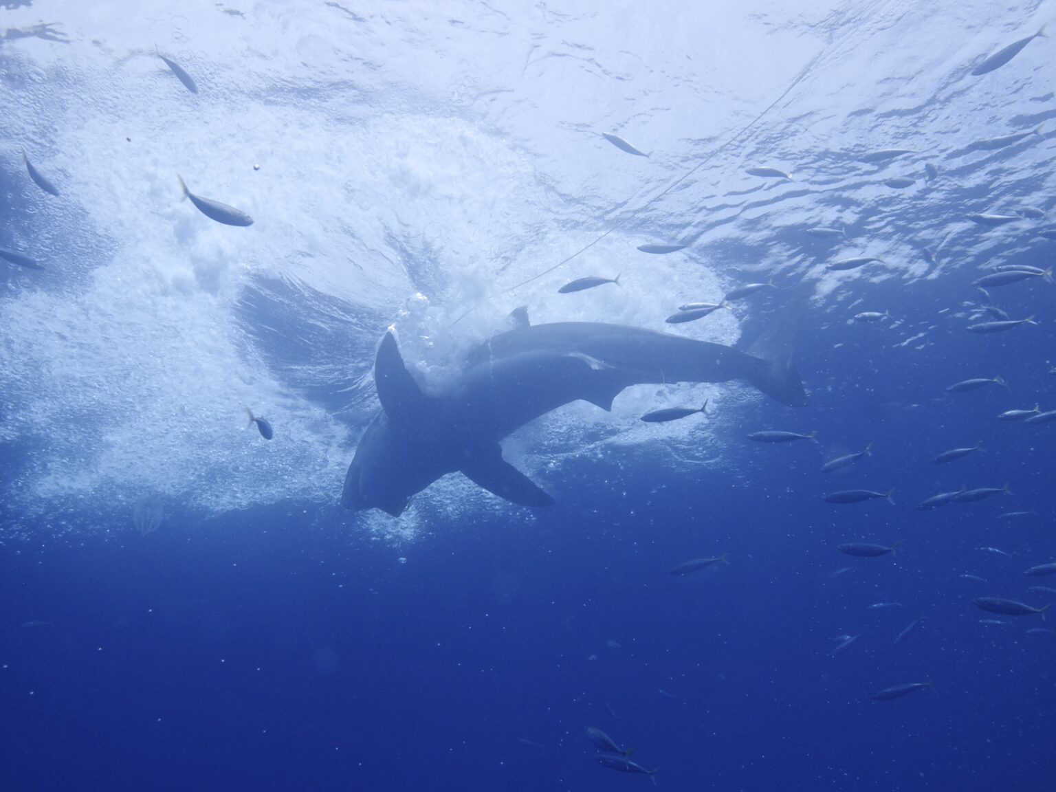 Some Unique Traits of the Lamnidae Family of Sharks – The Liquid Earth