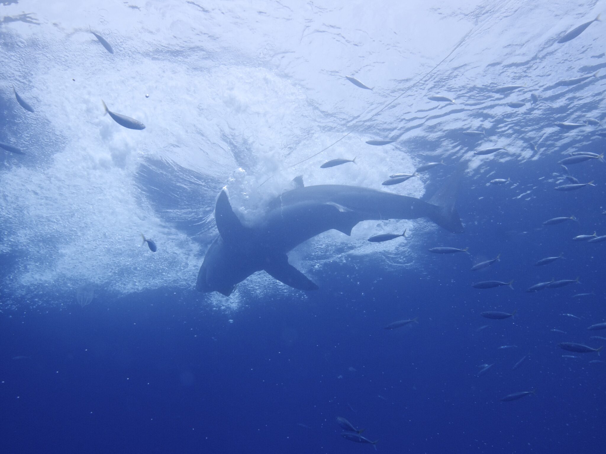 Some Unique Traits of the Lamnidae Family of Sharks – The Liquid Earth