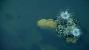 The Unique Features of Hypersaline Habitats – The Liquid Earth