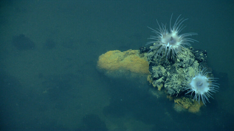 The Unique Features of Hypersaline Habitats – The Liquid Earth
