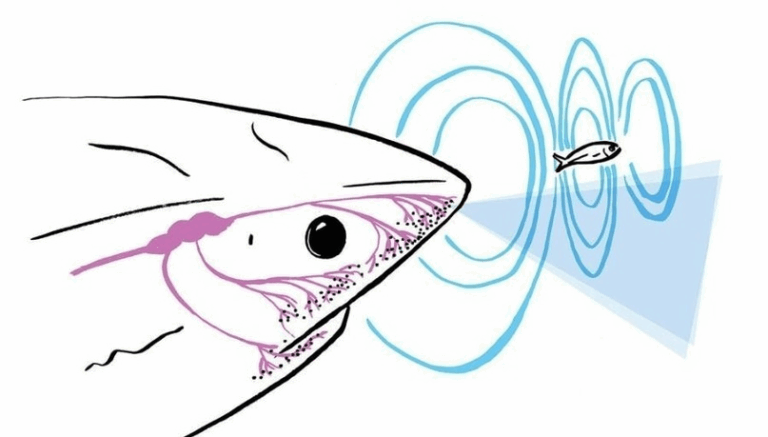 Hidden Heartbeats: How Sharks Use Electroreception to Hunt in the Dark ...