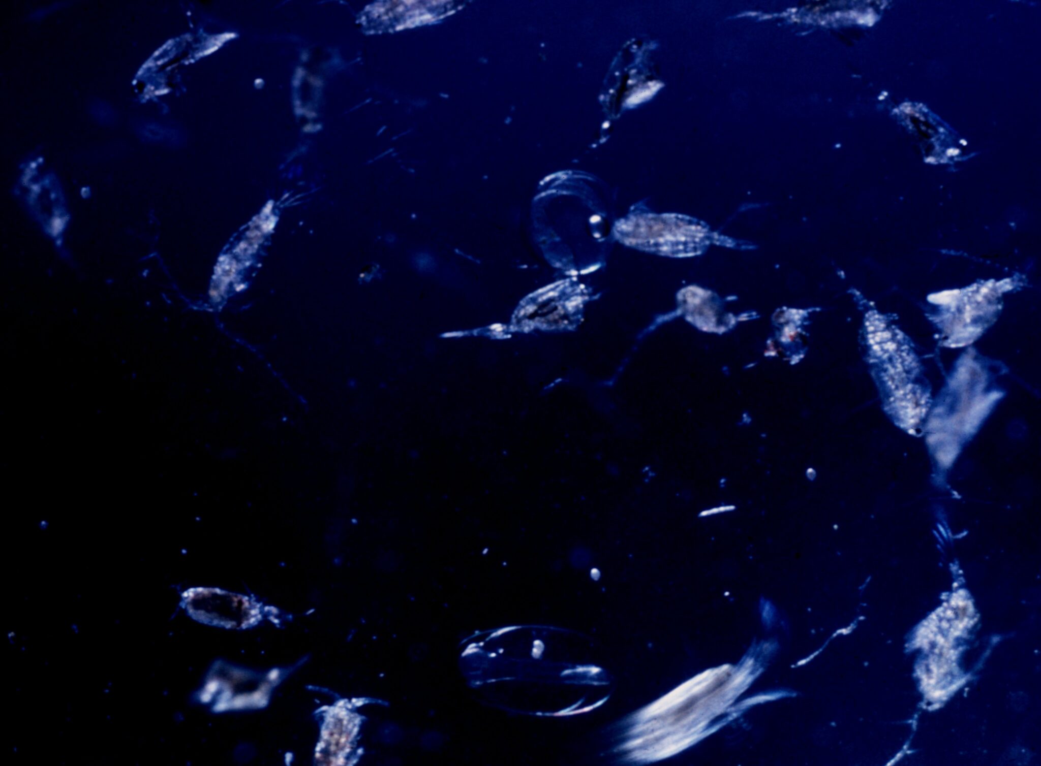 Copepods: Parasites, Predators, Prey – The Liquid Earth