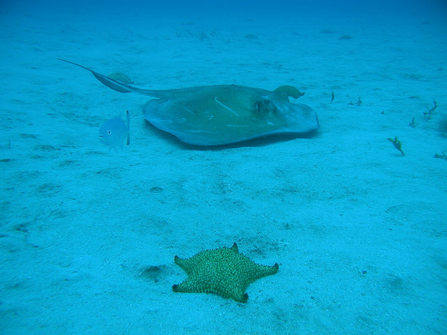 Stingrays’ vs human impact – The Liquid Earth