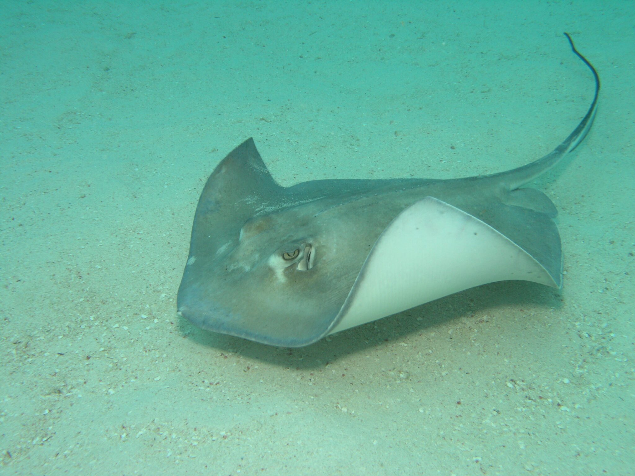 Stingrays’ vs human impact – The Liquid Earth