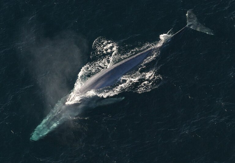 Bigger than a Blue Whale? How does Ichthyotitan measure up? – The ...
