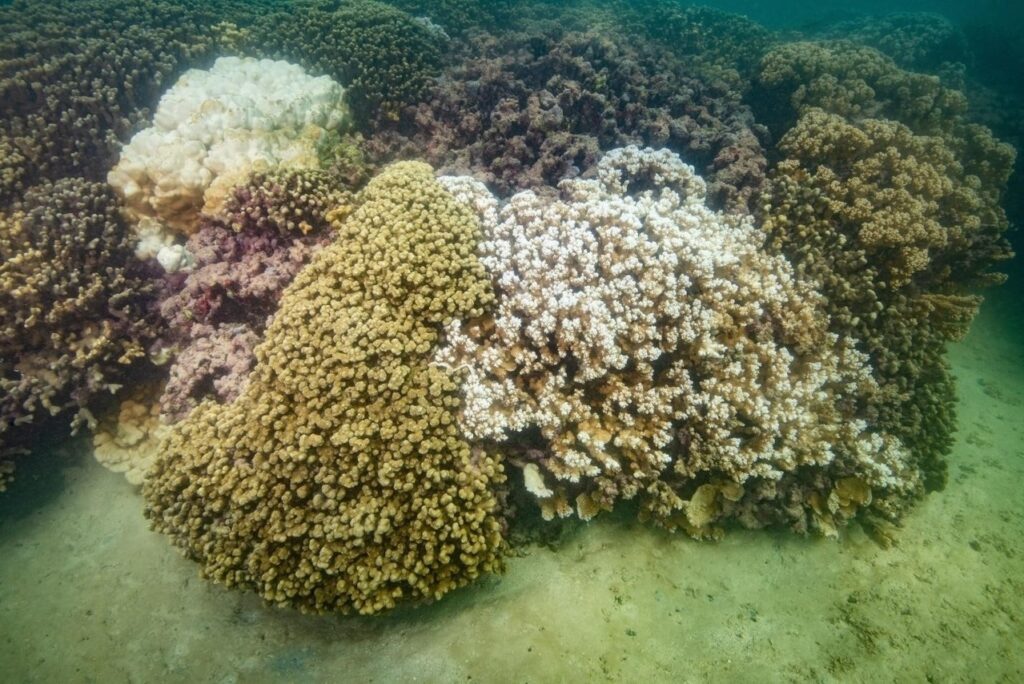 Sunscreen vs. Coral Reefs: The Negative Impact of Sunscreen on our ...