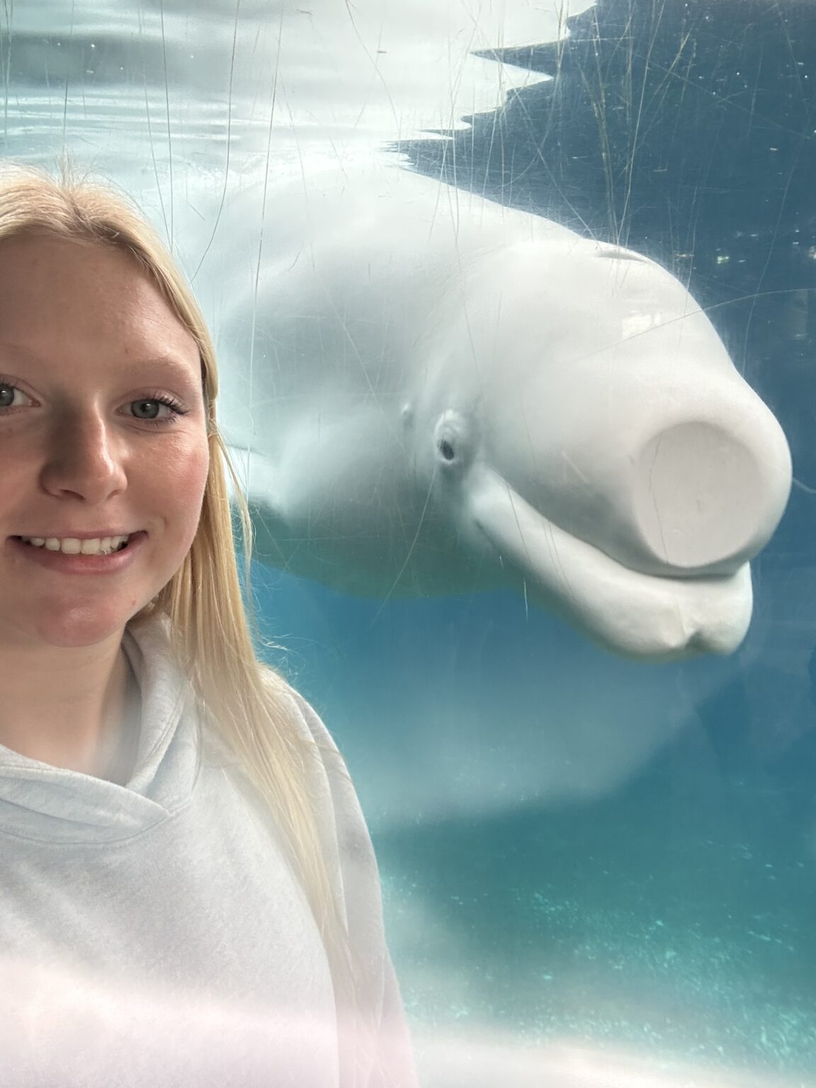 Gentle Giants; the Beluga Whale – The Liquid Earth