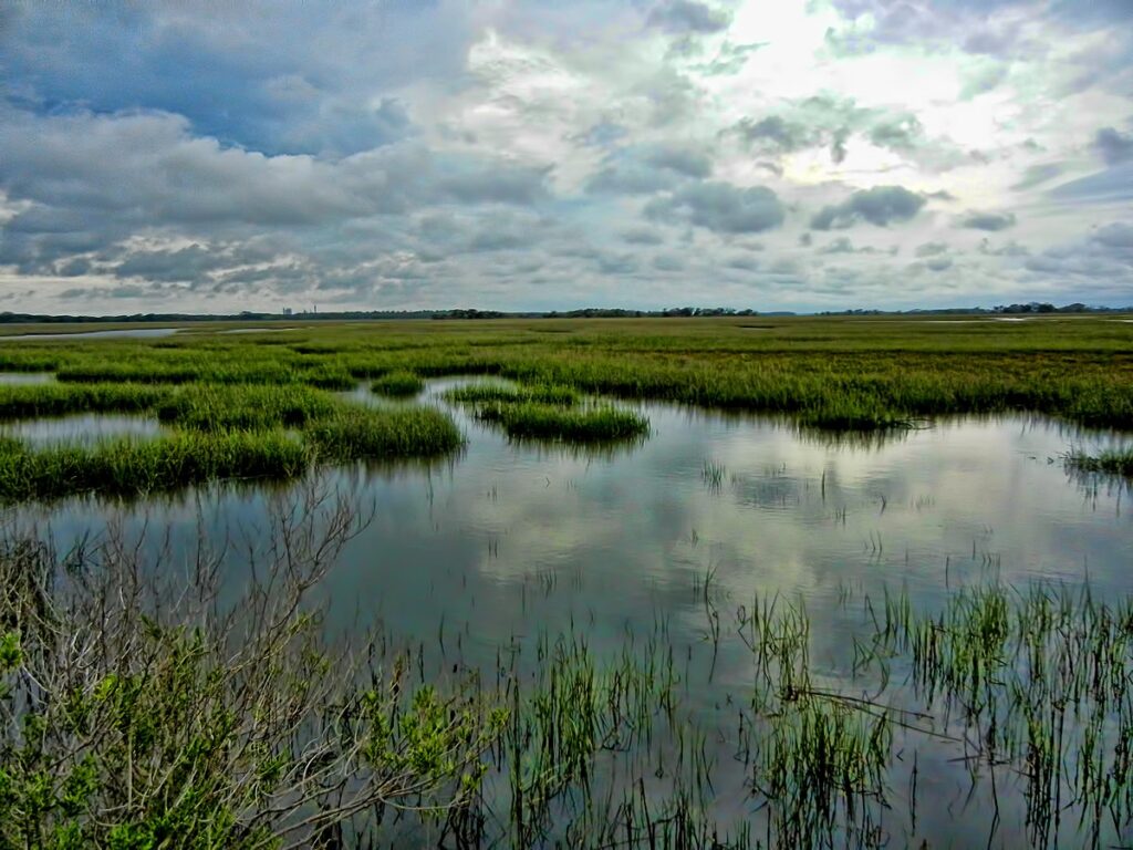 The Significance of Salt Marshes – The Liquid Earth
