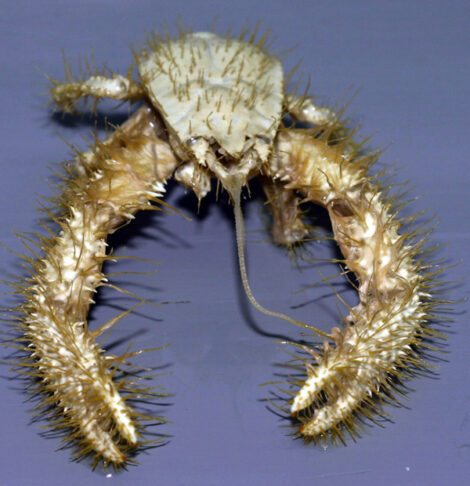 The Unusual Life of the Yeti Crab – The Liquid Earth