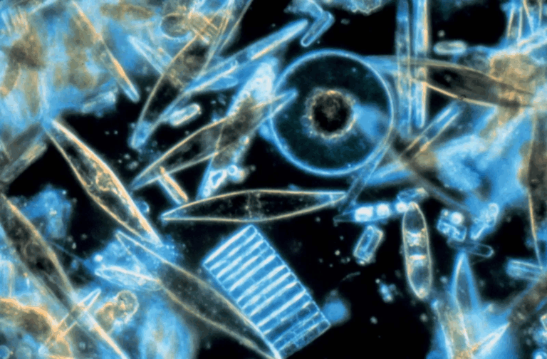 Ocean Ooze – The Liquid Earth