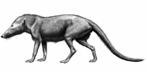 Evolution of Mammals: Land to Sea, Pakicetus to Basilosaurus – The ...