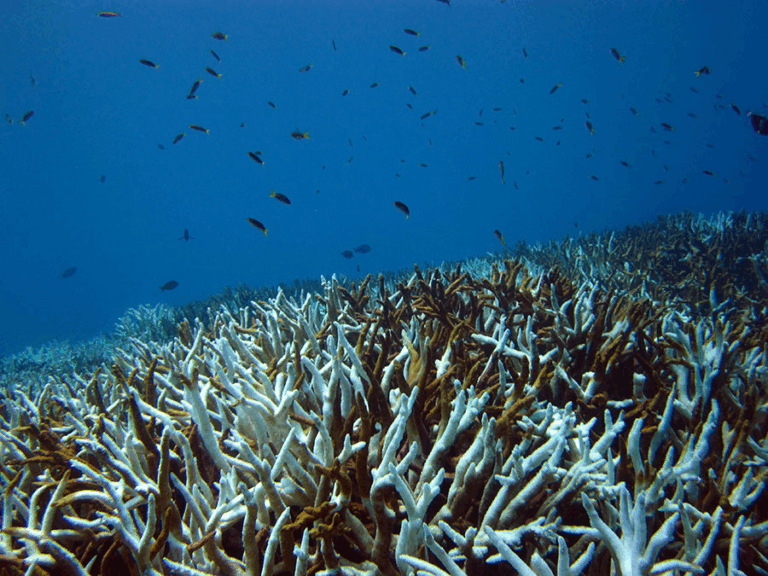 How Super Corals Could Help Save the World’s Dying Reefs – The Liquid Earth