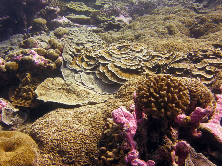 How Super Corals Could Help Save the World’s Dying Reefs – The Liquid Earth
