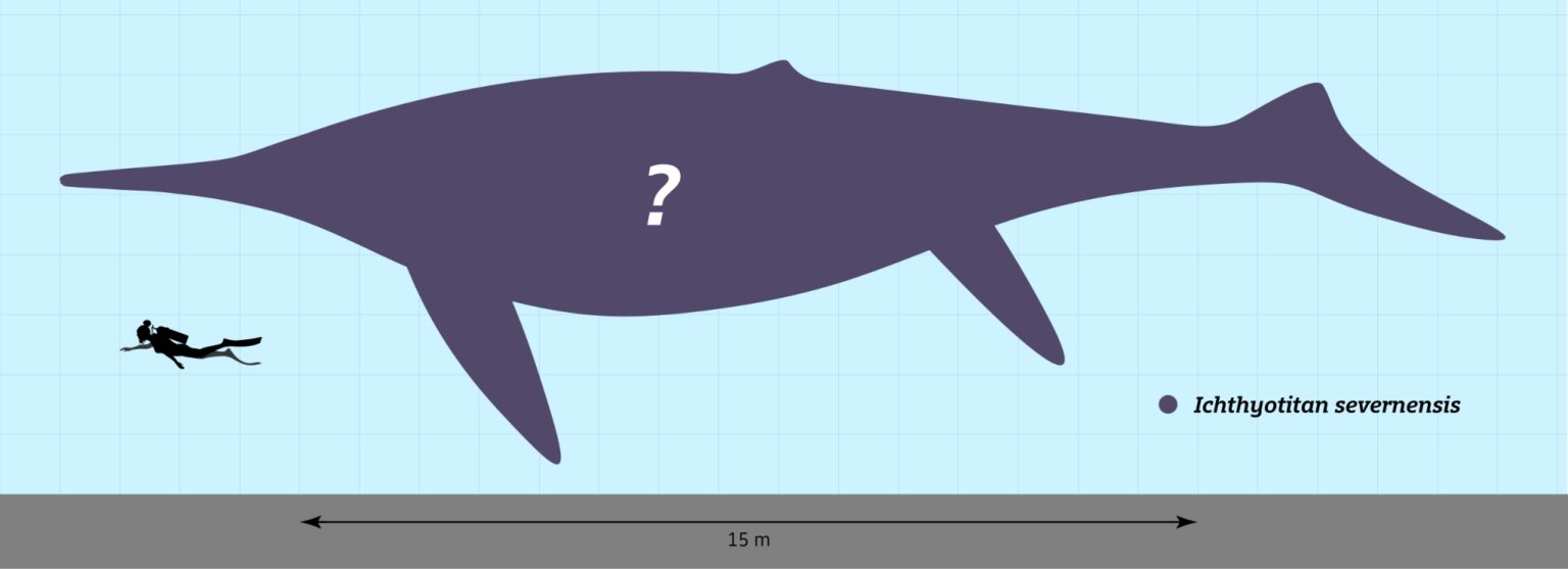 Bigger than a Blue Whale? How does Ichthyotitan measure up? – The ...