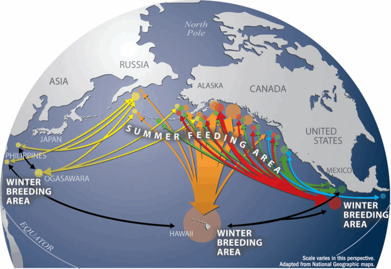 How did whaling impact deep sea communities? – The Liquid Earth