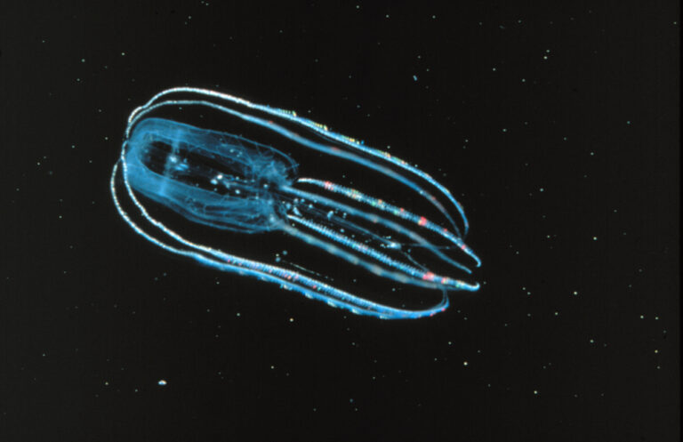 A deep dive into deep-sea bioluminescence – The Liquid Earth