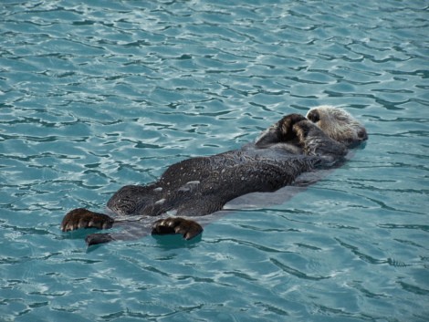 Sea Otters: Guardians of the Forest – The Liquid Earth