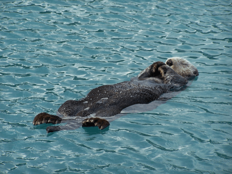 Sea Otters: Guardians of the Forest – The Liquid Earth