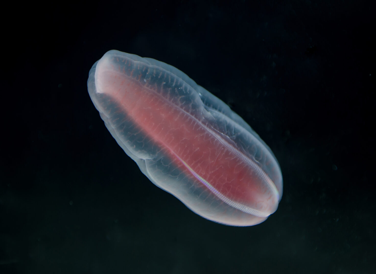 The importance of Comb jellies – The Liquid Earth