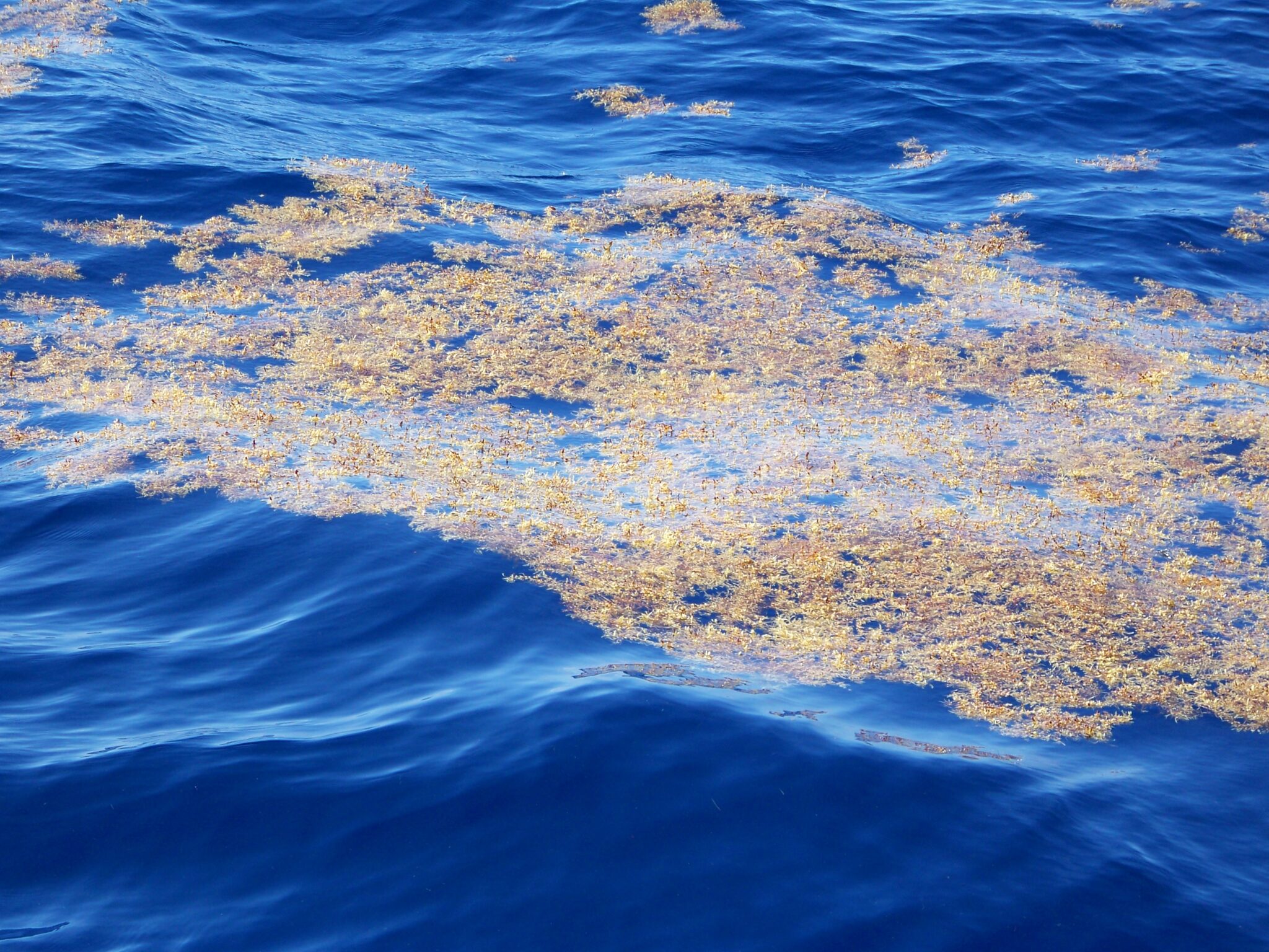 Floating Sargassum and the Life It Supports – The Liquid Earth