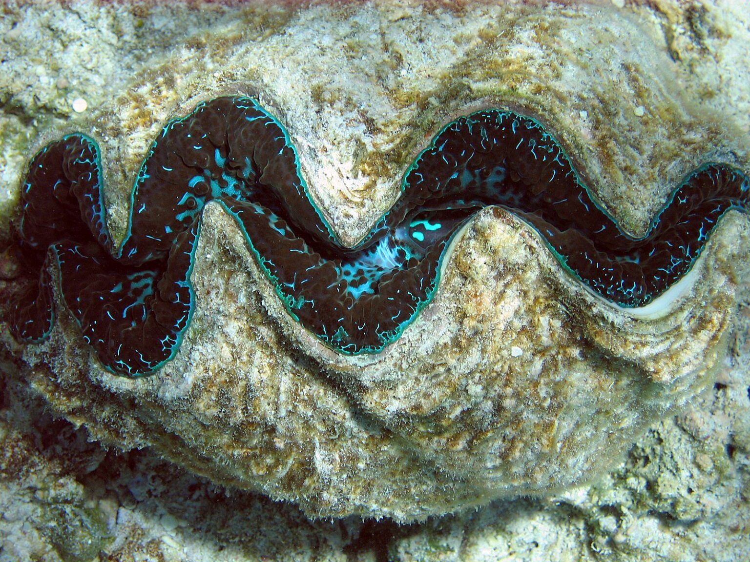 A Future for Giant Clams: Aquaculture & Reef Conservation – The Liquid ...