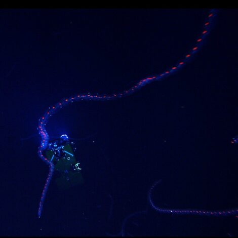 A deep dive into deep-sea bioluminescence – The Liquid Earth