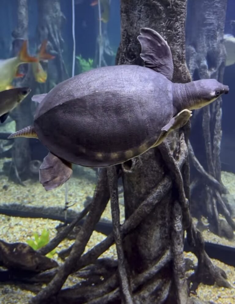 Fly River Turtle: The Sole Survivor – The Liquid Earth