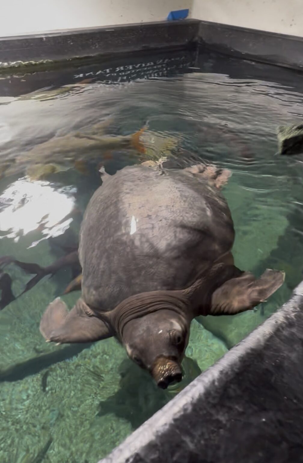 Fly River Turtle: The Sole Survivor – The Liquid Earth