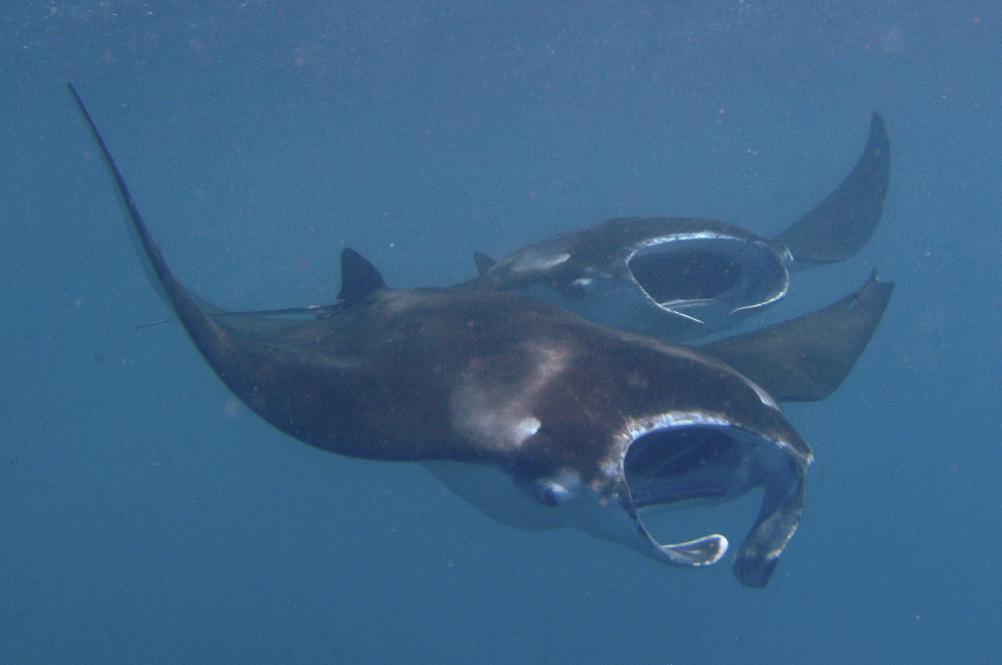 A Spiral Solution: How Manta Rays Maximize Feeding Efficiency – The ...