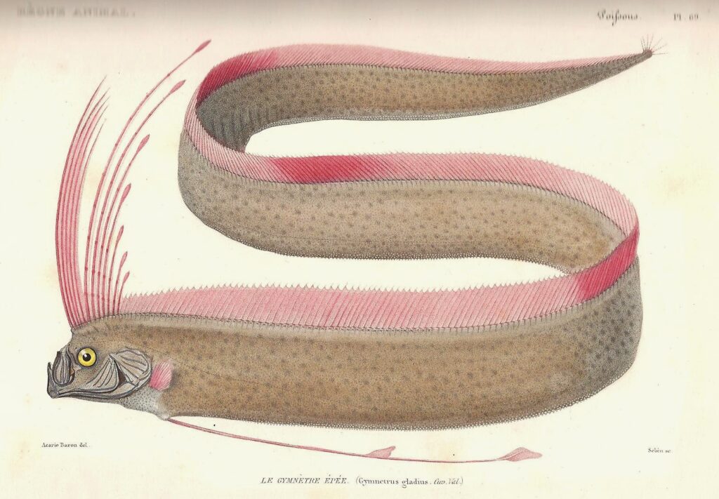 The Doomsday Fish: What are oarfish and how they got their nickname ...